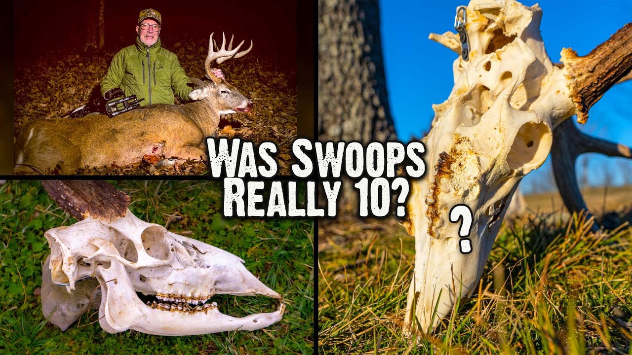 How to Age Bucks: Was That Buck (Swoops) Really 10 Years Old? (678 ...
