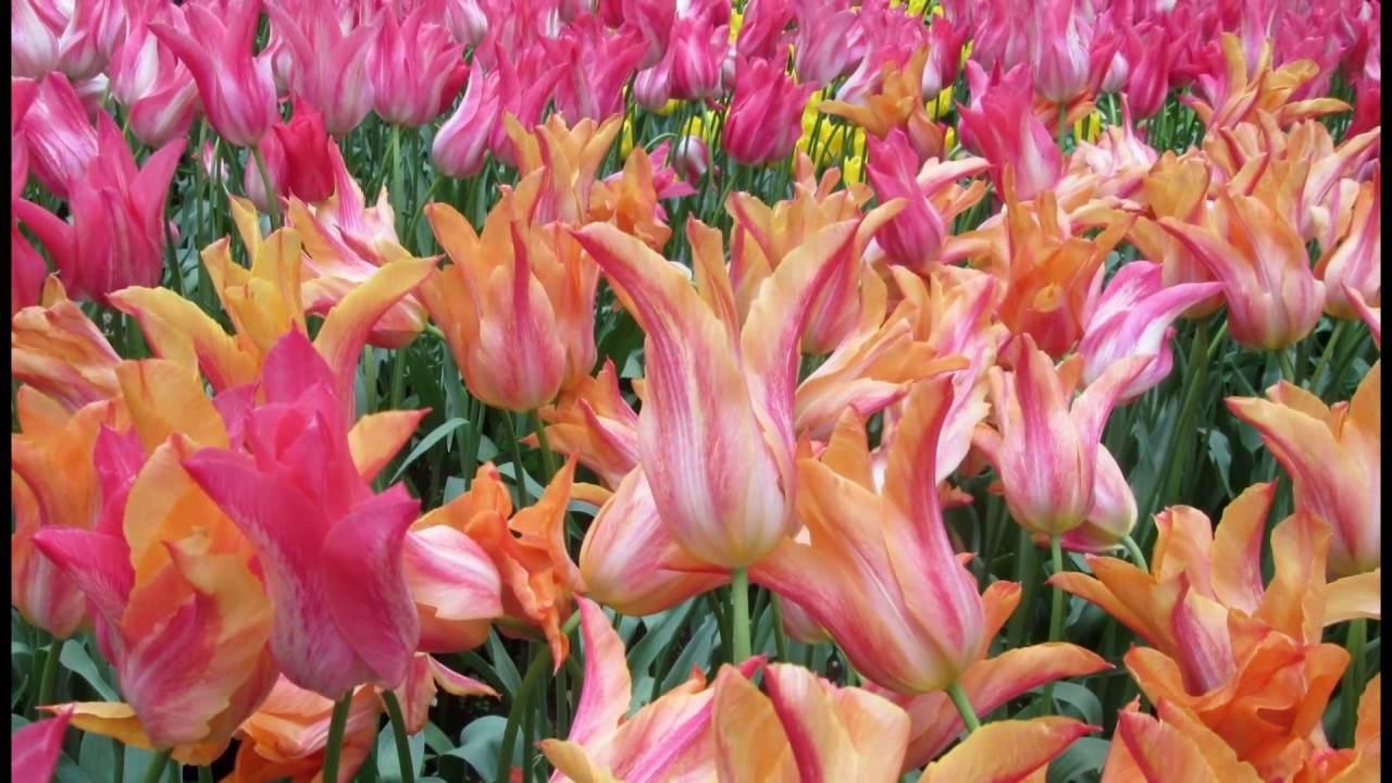 Amazing Tulips - YouTube