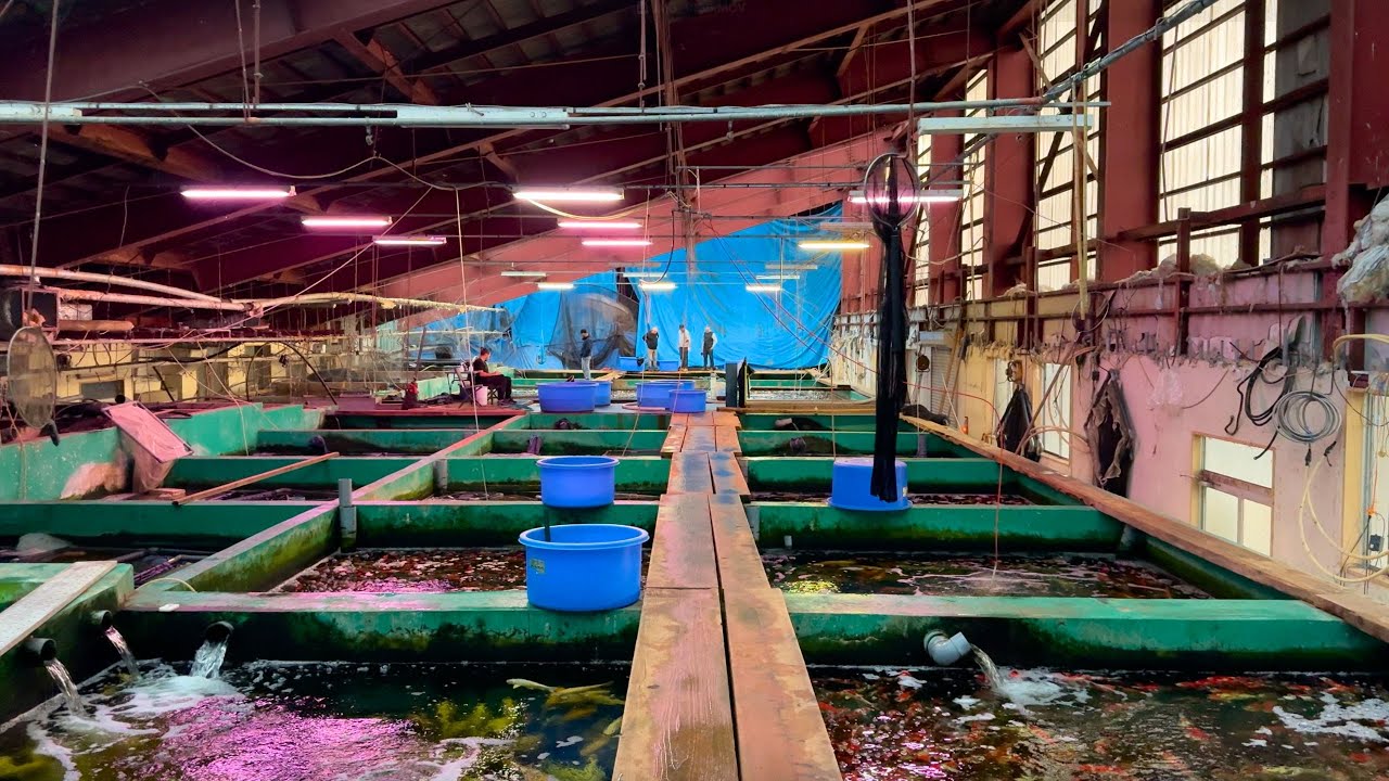 Marusei Koi Farm, one of the Koi Breeder that has the LARGEST STOCK in Japan. - YouTube
