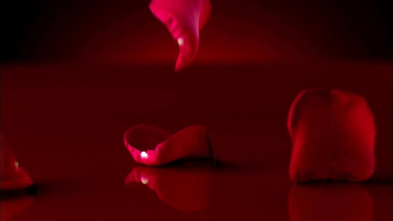 Falling Red Rose Petals Loop Free Background Videos, No Copyright | All ...