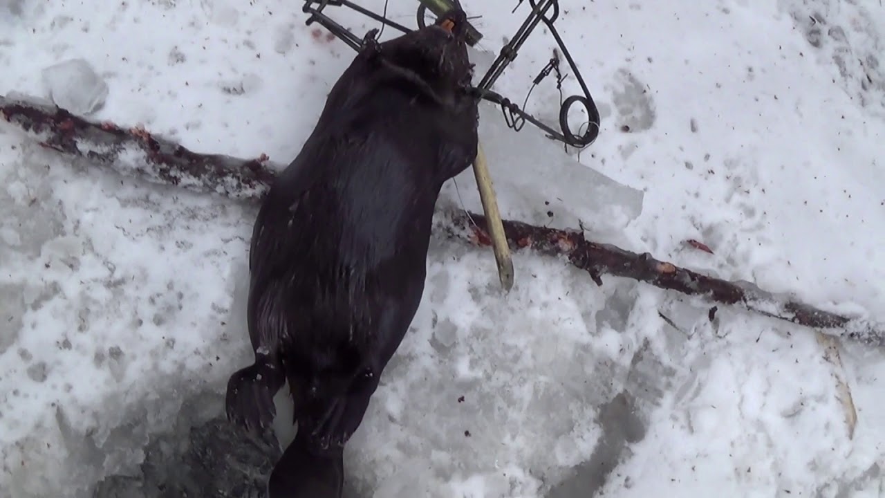 Winter Trapping 2018 Part 2 - YouTube