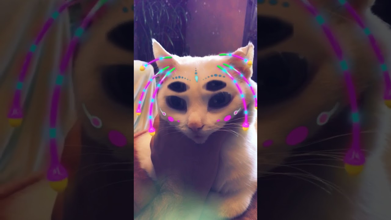 funny alien cat 🐈 - YouTube