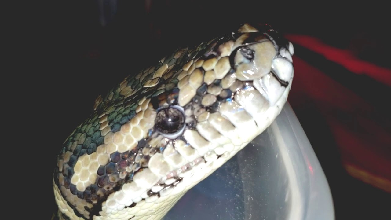 Those Big SIlly Constrictor Snakes :) - YouTube