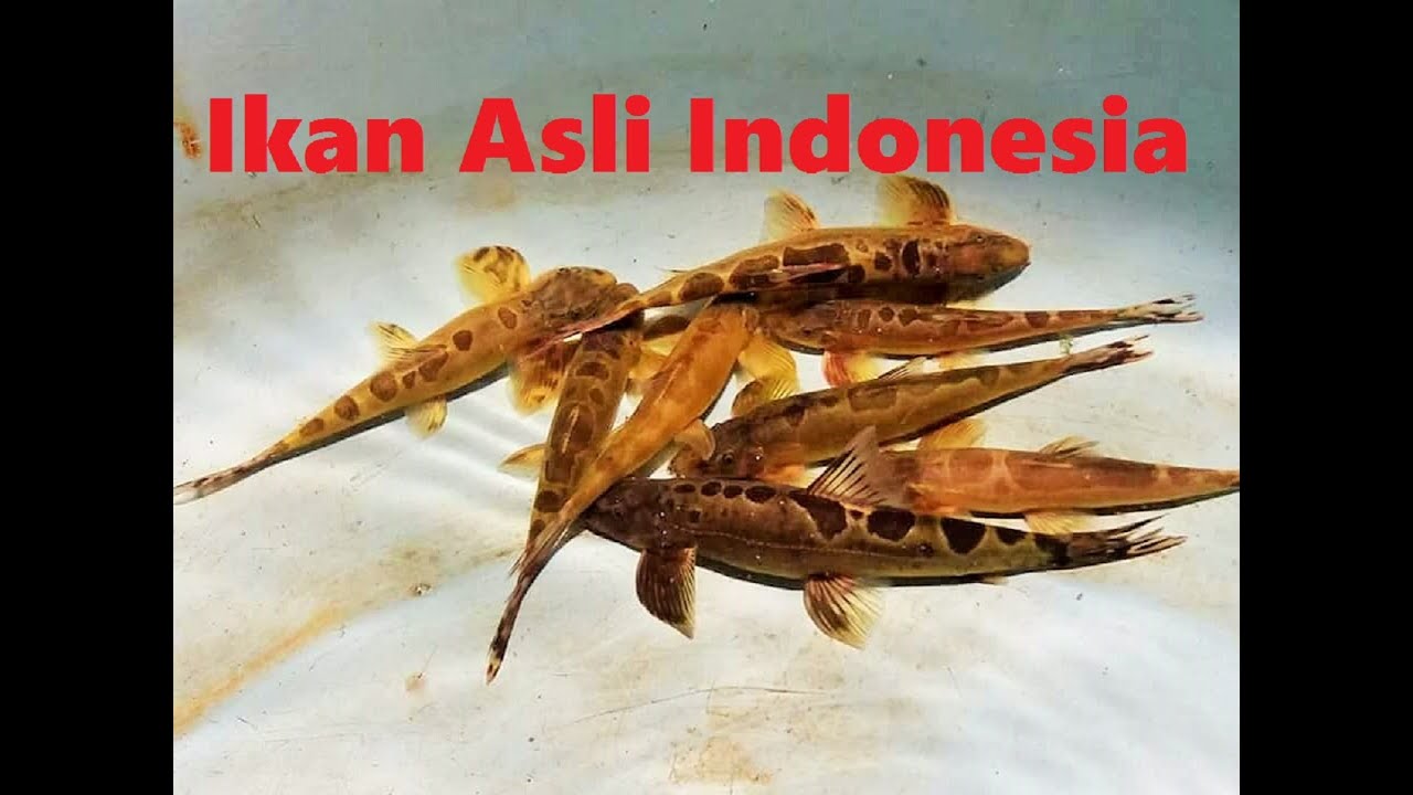 Ikan cantik asli indonesia | Homaloptera ocellata | Potensi ikan hias ...