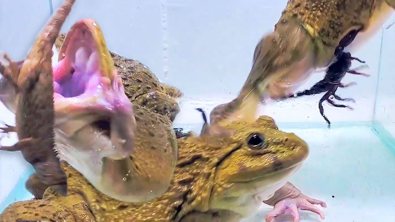 Asian Bullfrog With Dragon Tree Lizard Scorpion! Asian Bullfrog Live ...