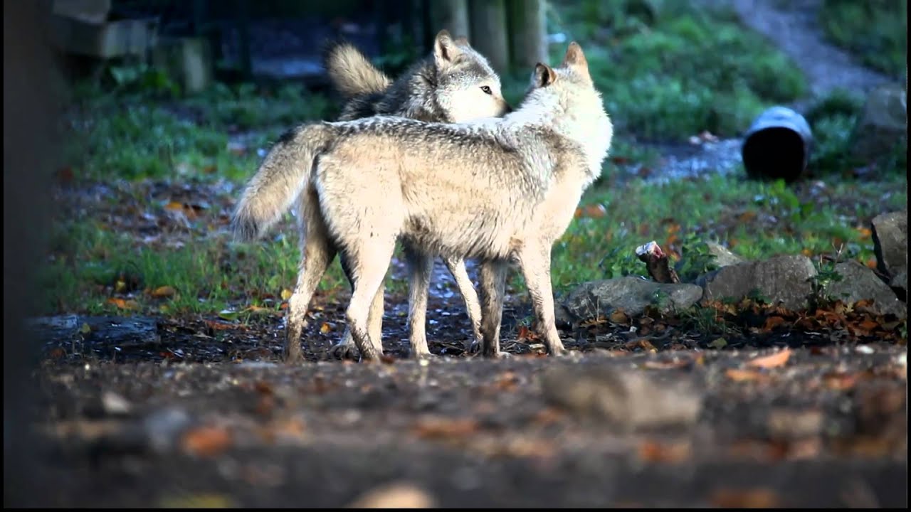 Tail of Two Wolves - YouTube
