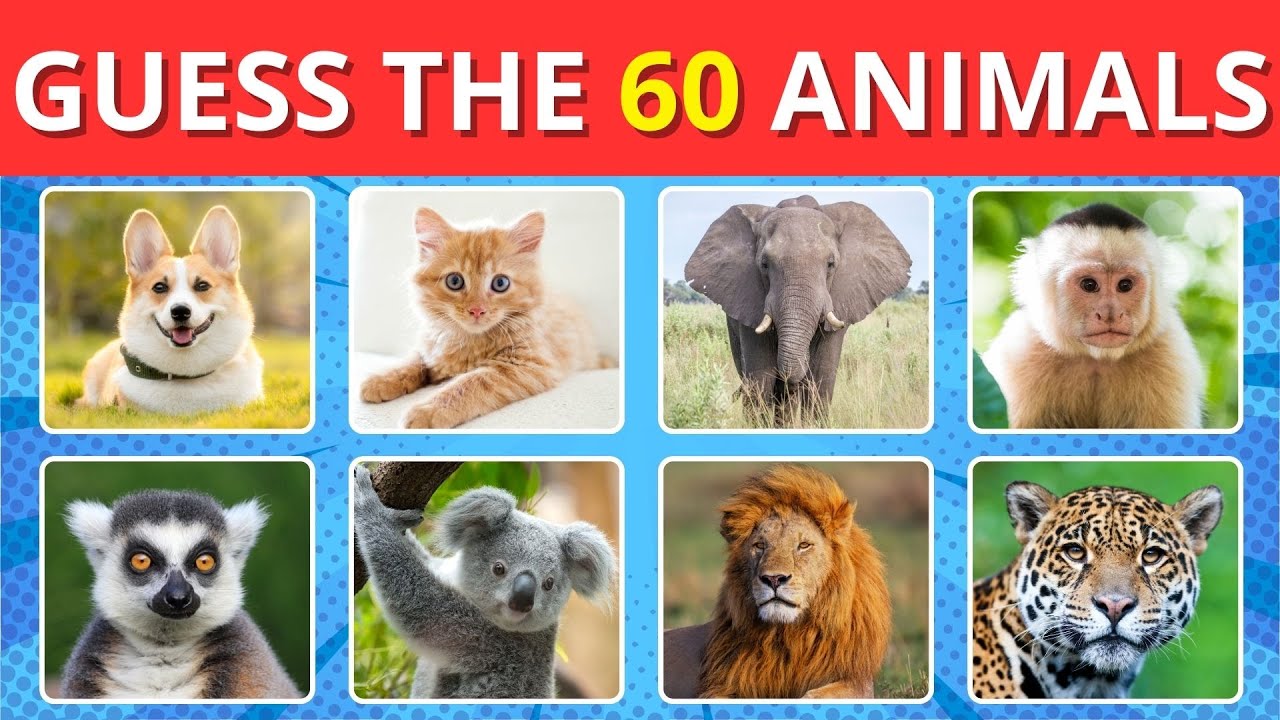 Guess the Animal Quiz I Recognize And Learn the 60 Animals - YouTube