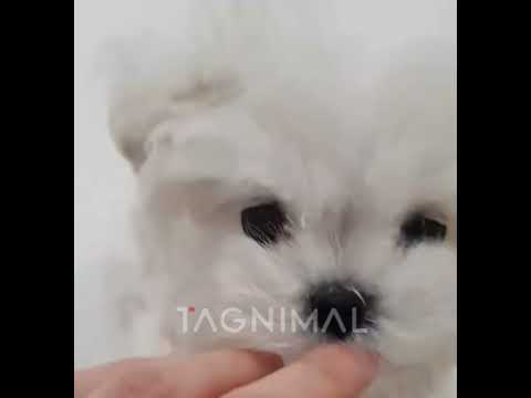 Tagnimal Hae ro Update (13.01.24) - YouTube
