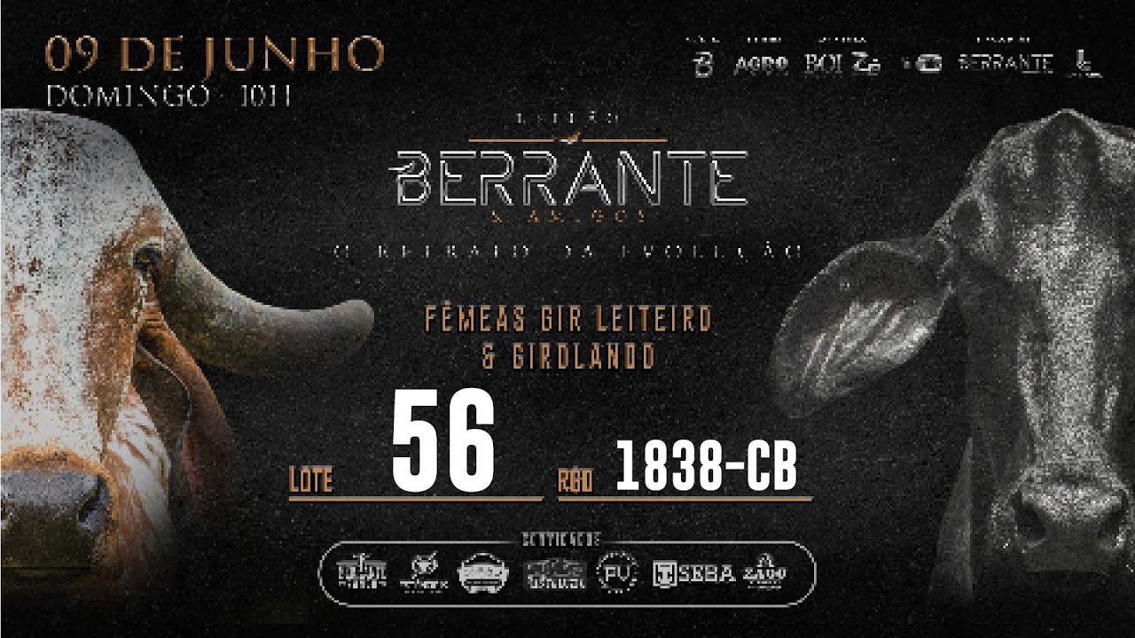 LOTE 56 - BANDIDA FIV DIDI DA ESTÂNCIA K - YouTube