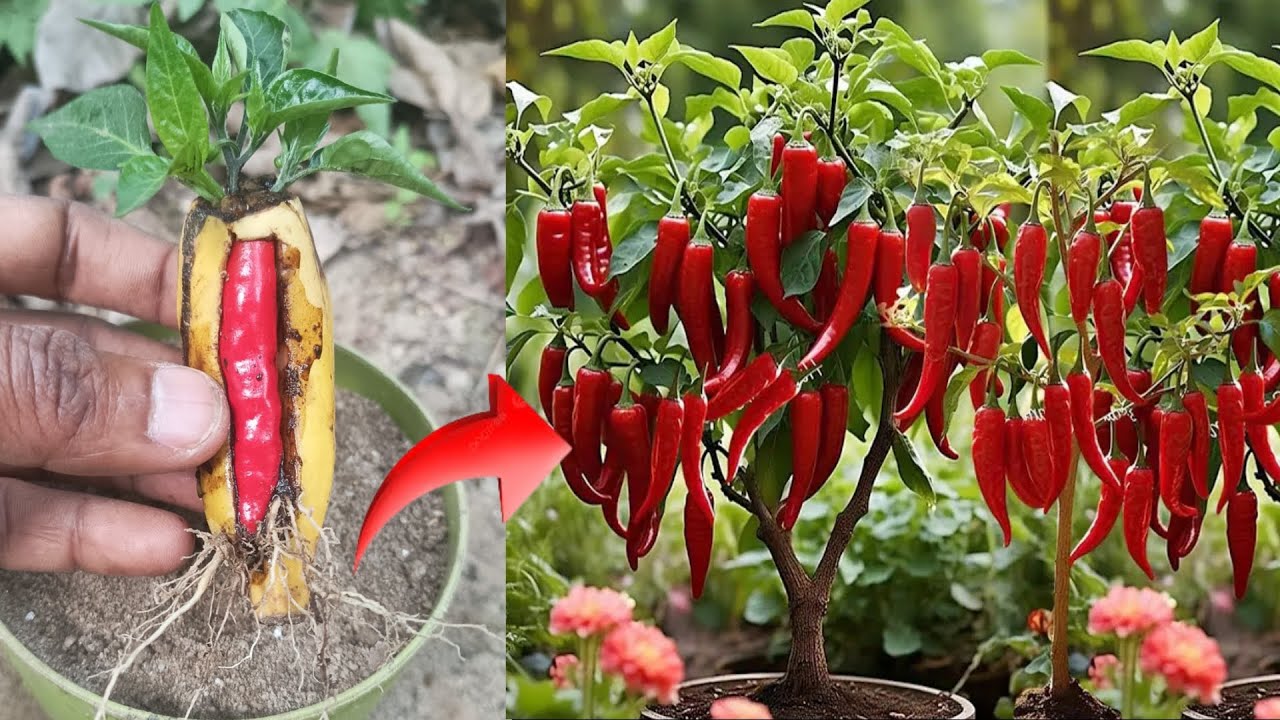 How to grow chilli tree from chilli with banana,Growing chilli tree at ...