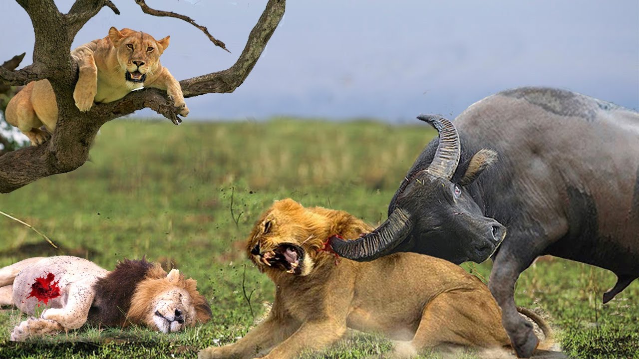 The Fierce Battle: Angry Buffalo Makes Lion Climb Tree and Run Away ...
