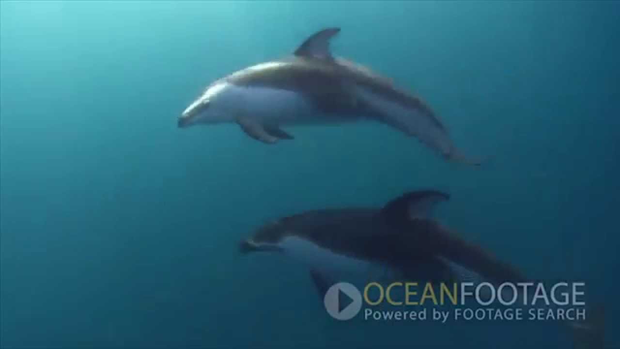 TALKING DOLPHIN CAUGHT ON CAMERA!!! - YouTube