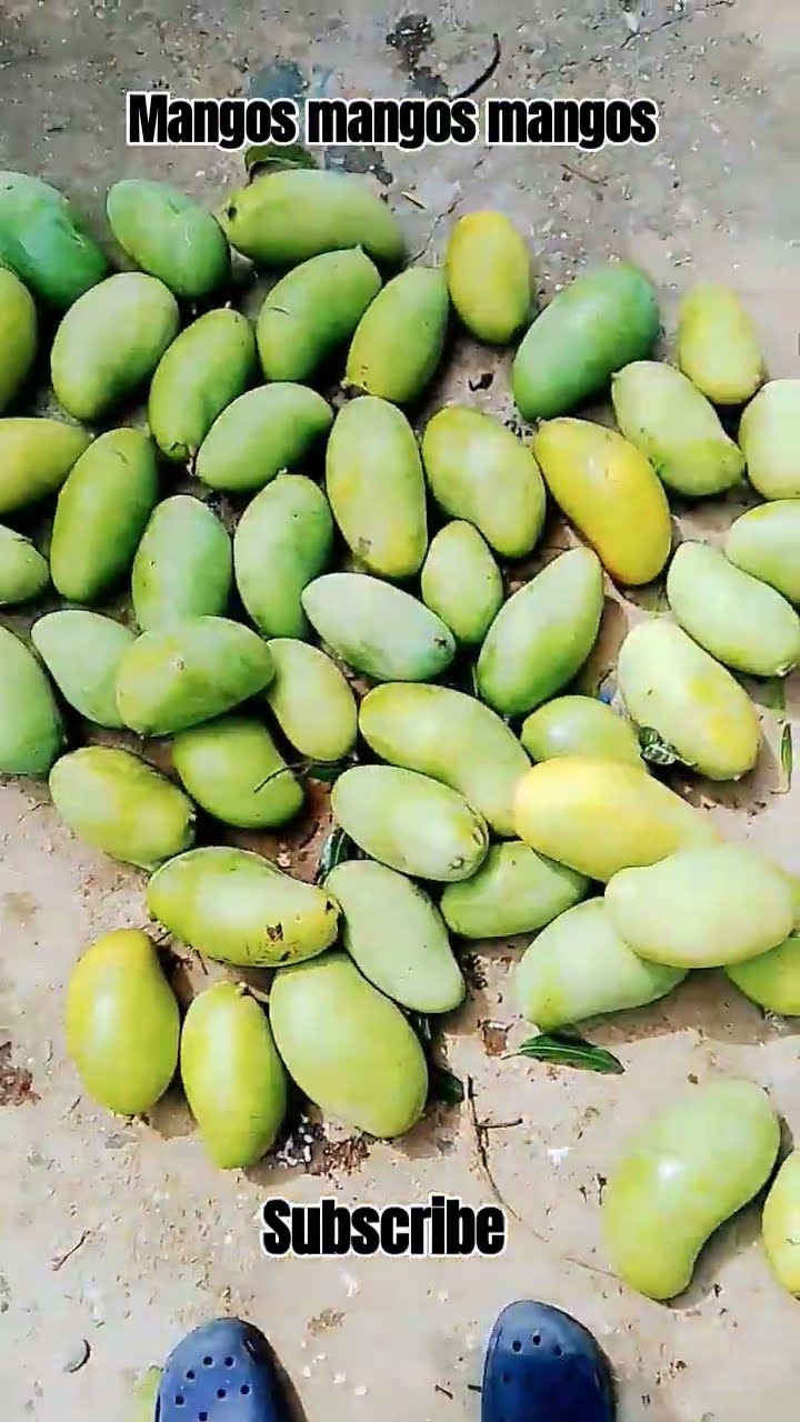 MANGOS!!! #ghostface #duetsongs #funny #memes #shorts #mango #viral ...
