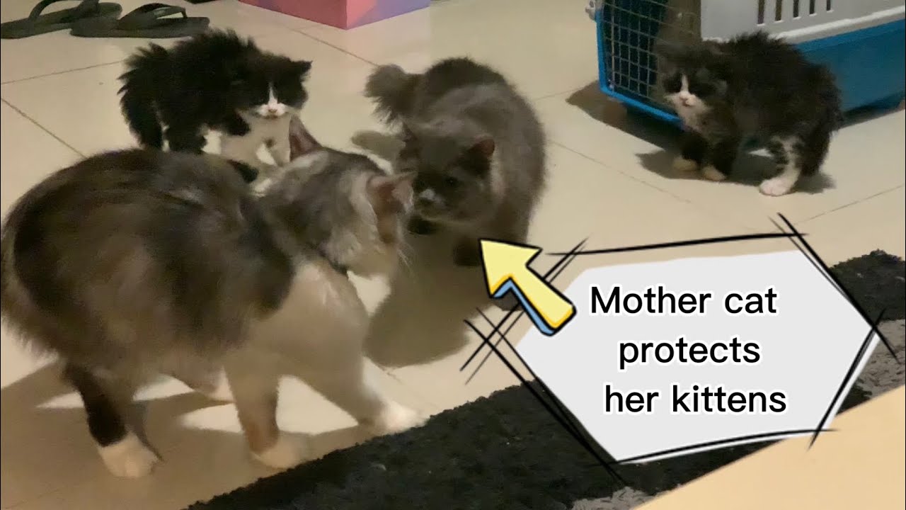 Mother cat protects her kittens - YouTube