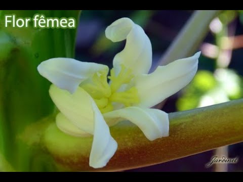 COMO SABER SE O MAMÃO É FÊMEA - YouTube