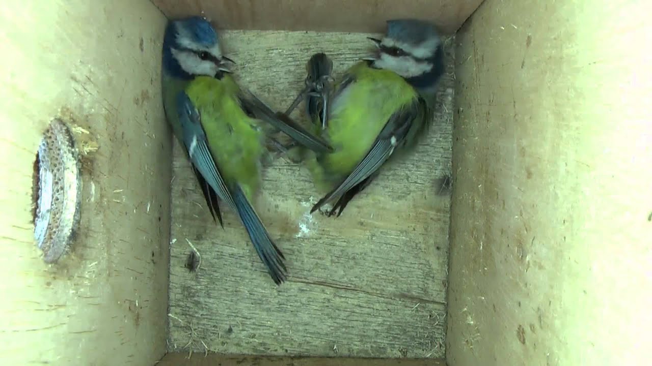 Cyanistes caeruleus males contest nestbox - YouTube