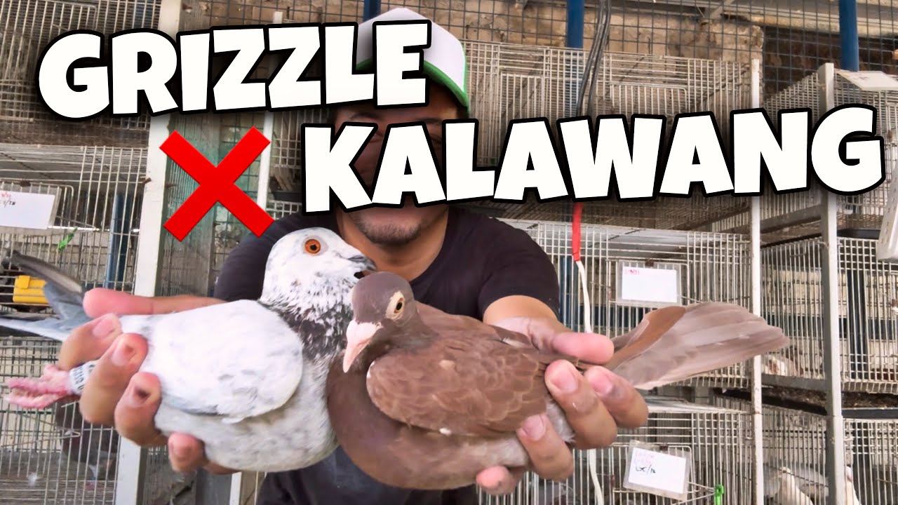NAGPARES AKO NG KALAPATI PERO PUMALPAK 🤣 - YouTube