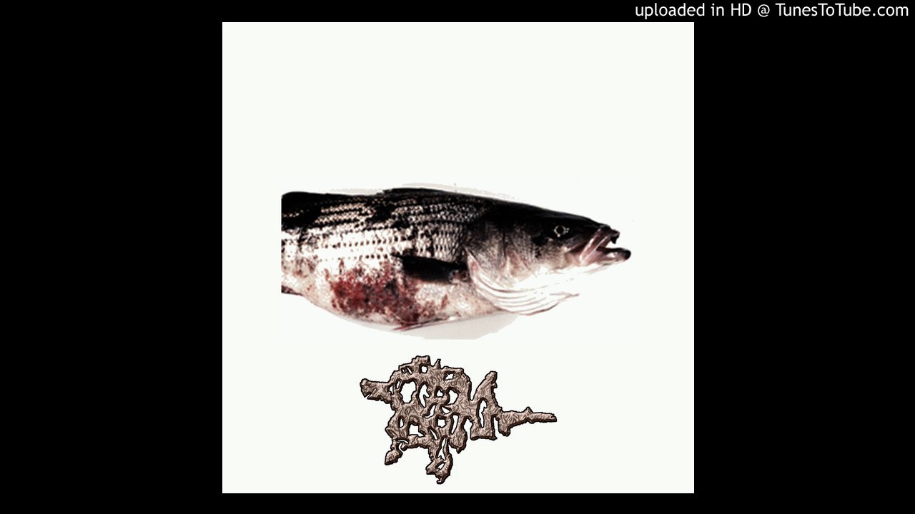 Mycobacterium marinum - Fish Tuberculosis - YouTube