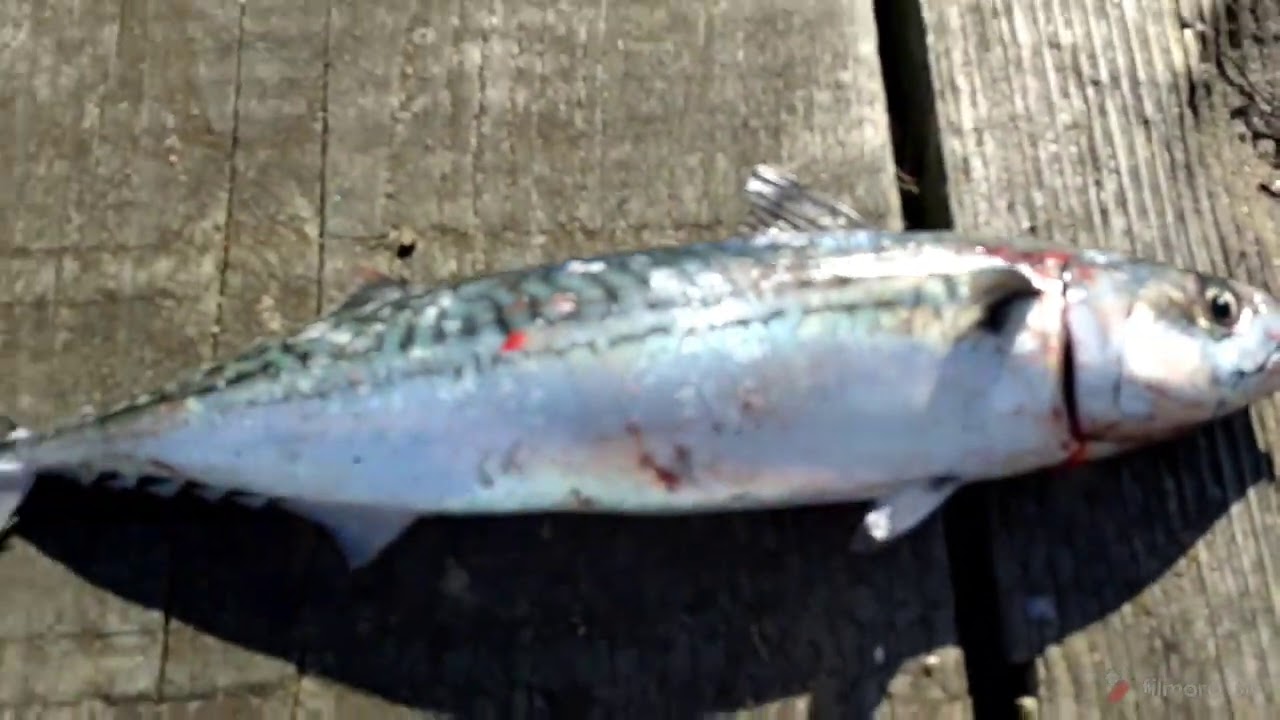 Few hours fishing Cambois beach and staithes - YouTube