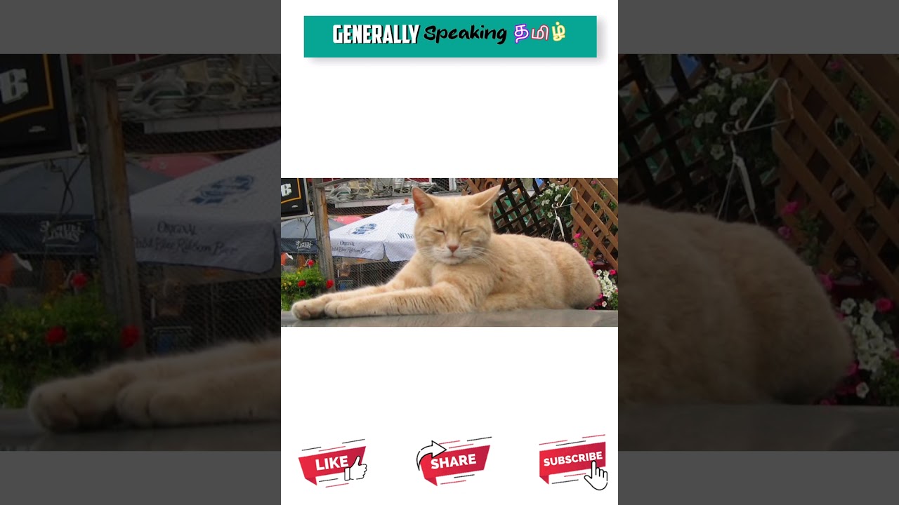 Alaskan Mayor cat "STUBBS"🐈 👑 | | Generally speaking தமிழ். - YouTube