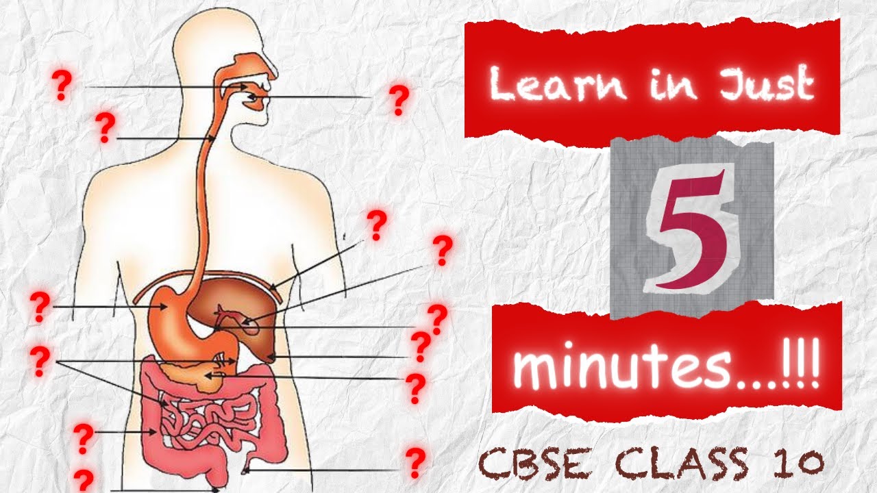 Learn Digestive System in Just 5 Minutes | Class 10 Science NCERT |CBSE ...