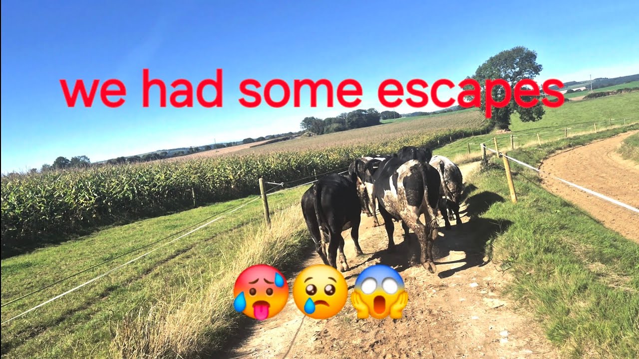 day 33, cattle on the loose, reclaiming scrub ground, horses, and more ...