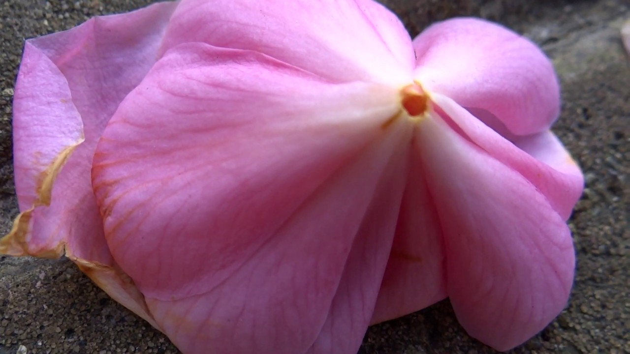 Following the Trail of Rose Petals... 🌸🌸🌸 Pink Flowers - YouTube