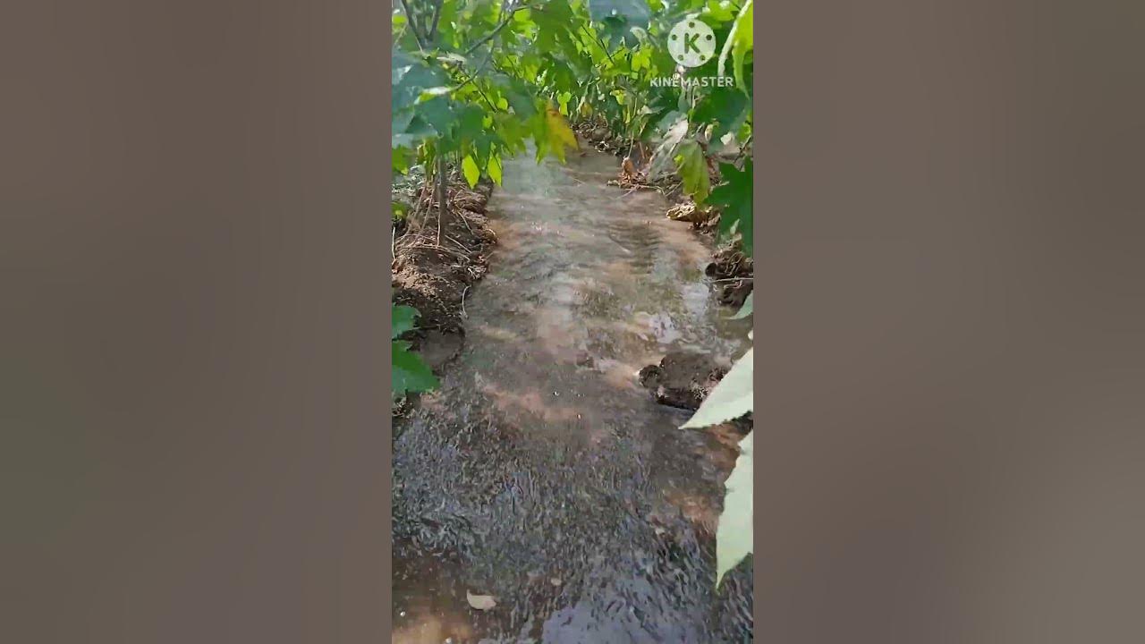 desi type (khet me pani ) - YouTube