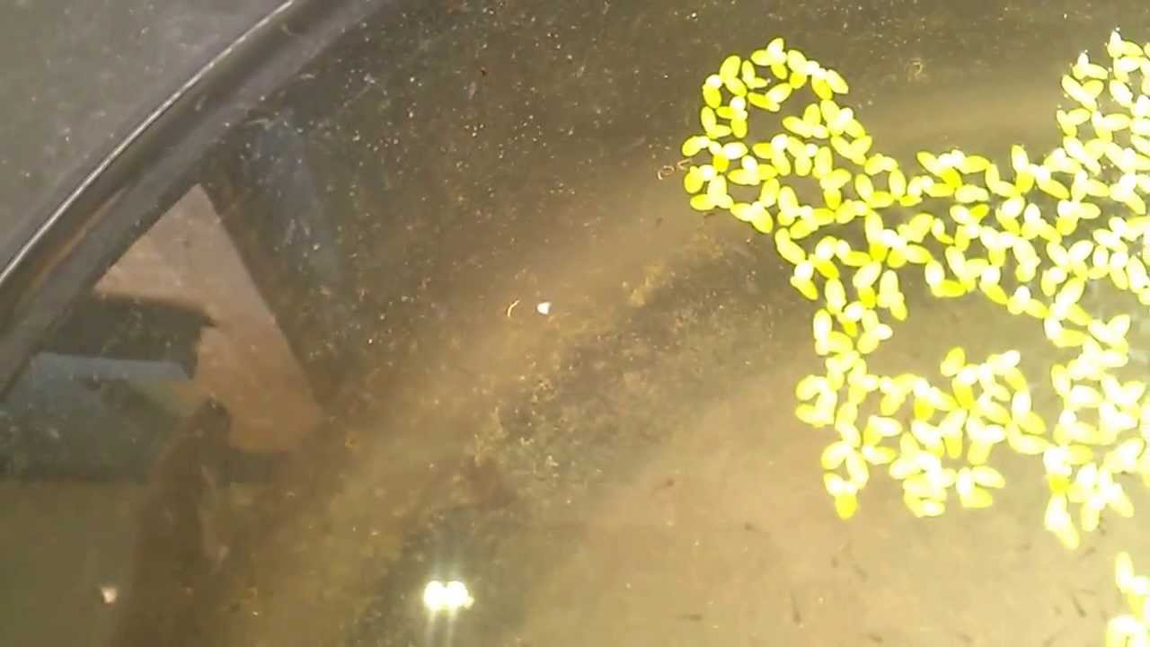Our First Successful Goldfish Hand Breeding Results! - YouTube