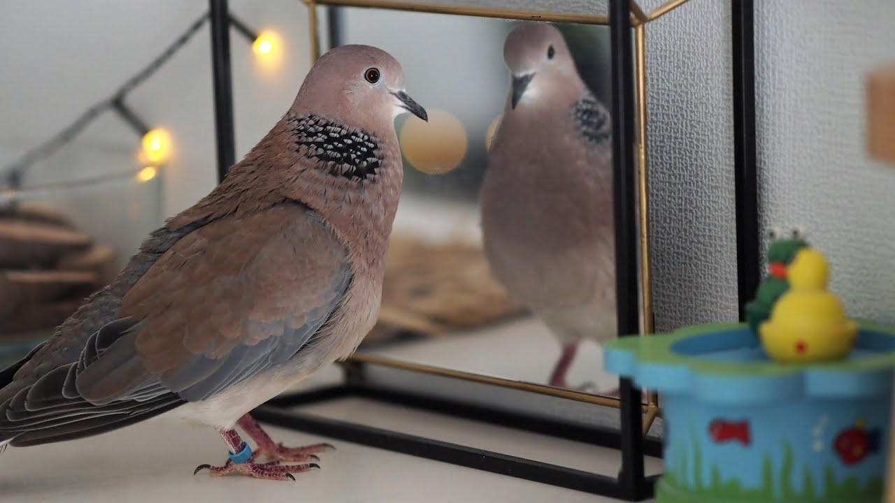Maya visiting Skippy and then ... he's off to the mirror again! (tame ...