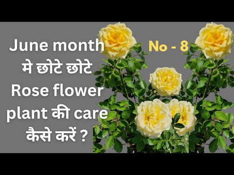 June month मे छोटे छोटे Rose flower plant की care कैसे करे ? How to ...