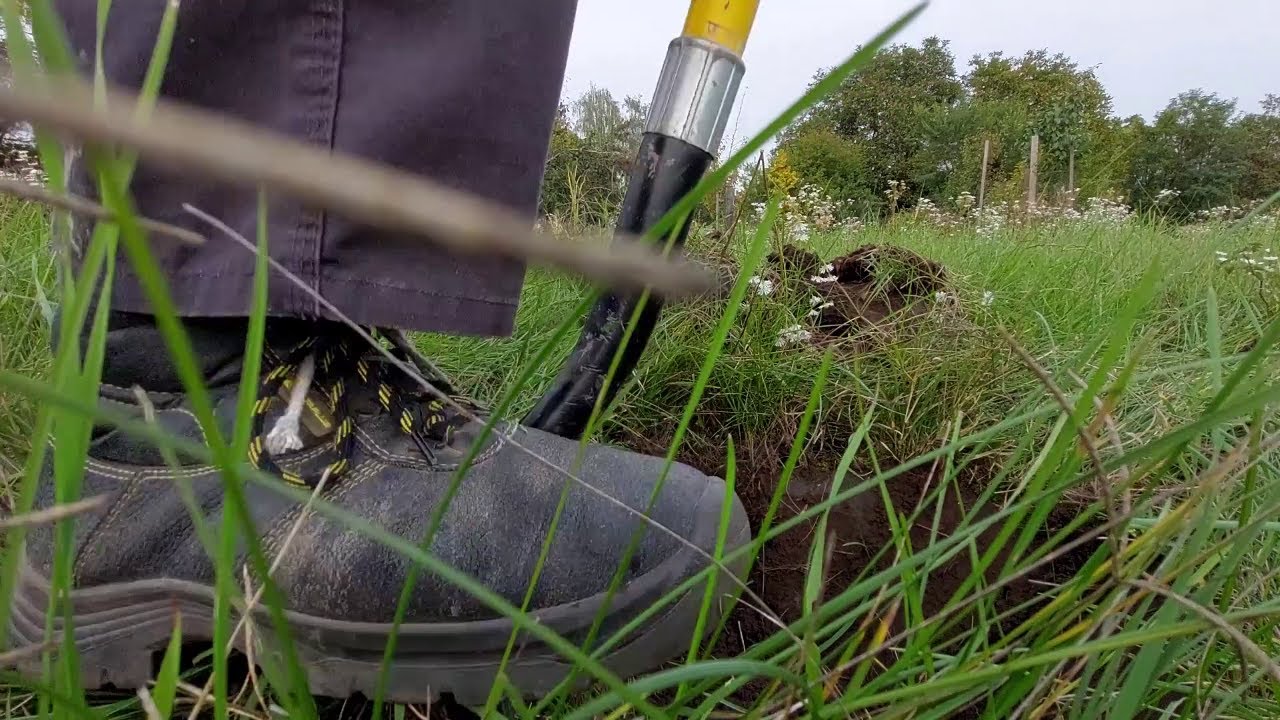 Őszibarackfa pótló ültetés, egy kis deglett ribizli, no meg némi gomba ...