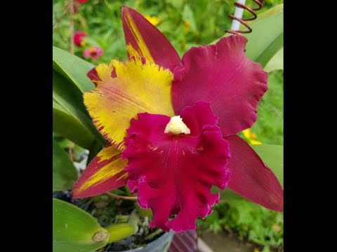 Cattleya RLC HEY SONG “ AMAZING THAILAND” - YouTube