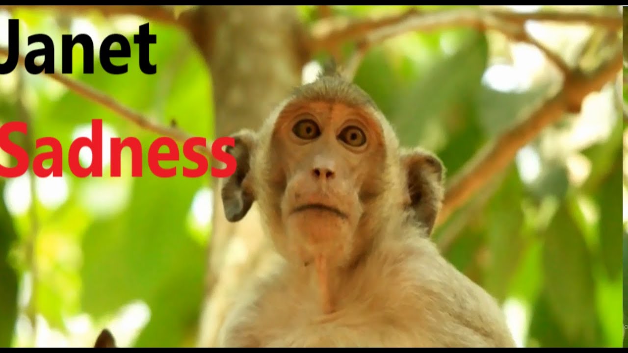 Sadness !! Poor Monkey JANET So Hungry Milk, JANET Looking for Mom to ...