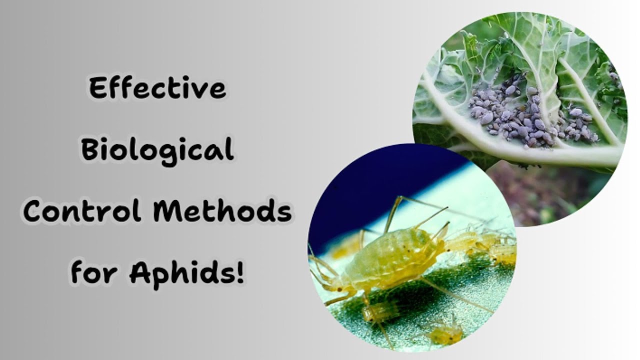 Effective Biological control for Aphids! - YouTube