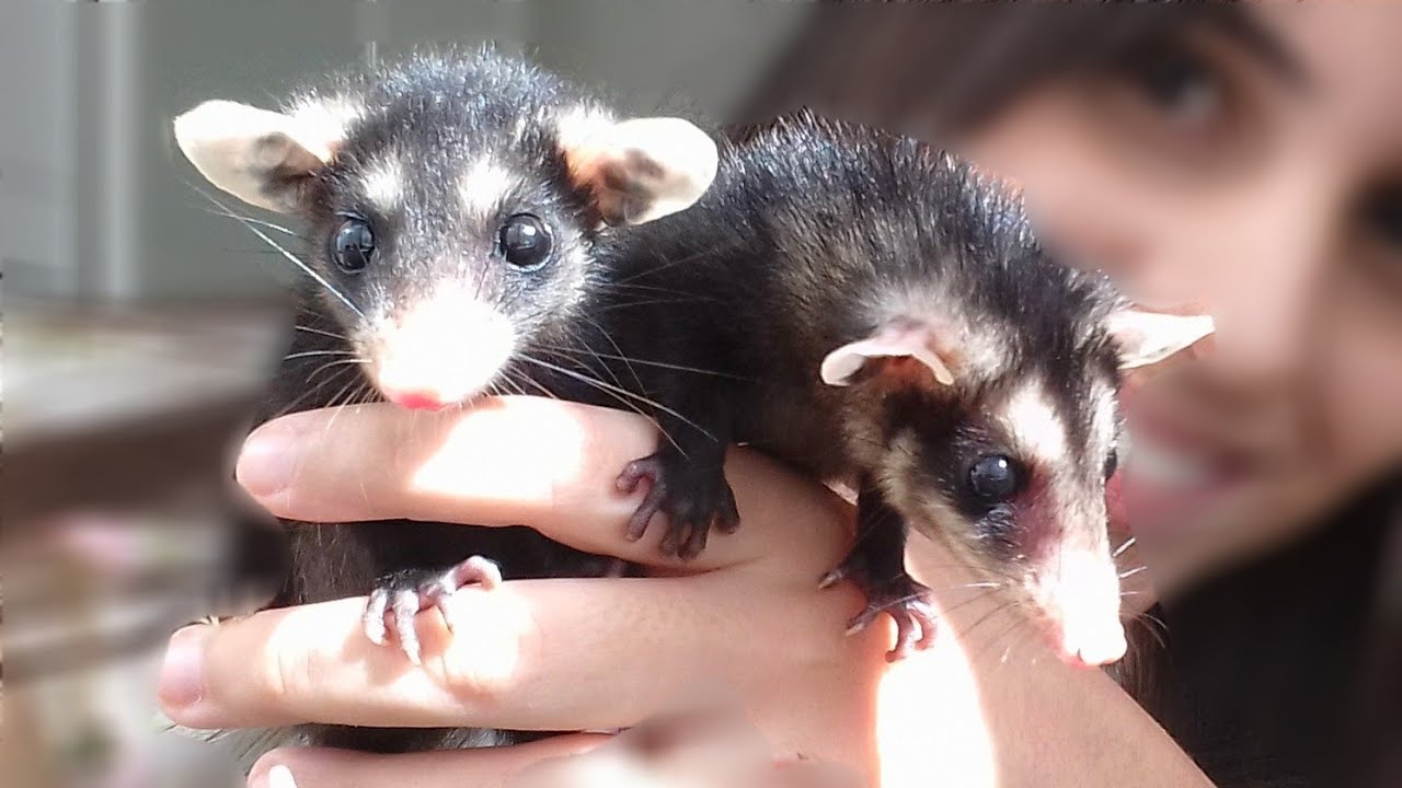 Filhote De Saruê Recem Nascido - BRAINCP