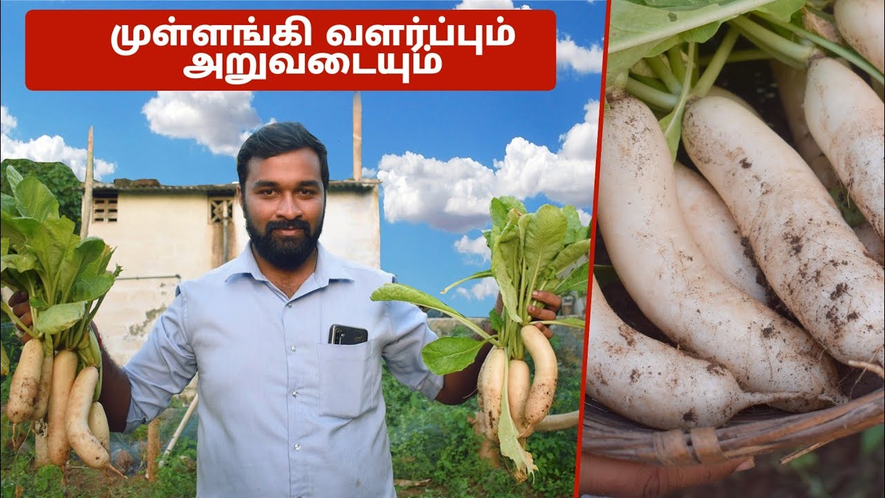 முள்ளங்கி வளர்ப்பும் அறுவடையும்|How to grow mooli or radish from seeds ...