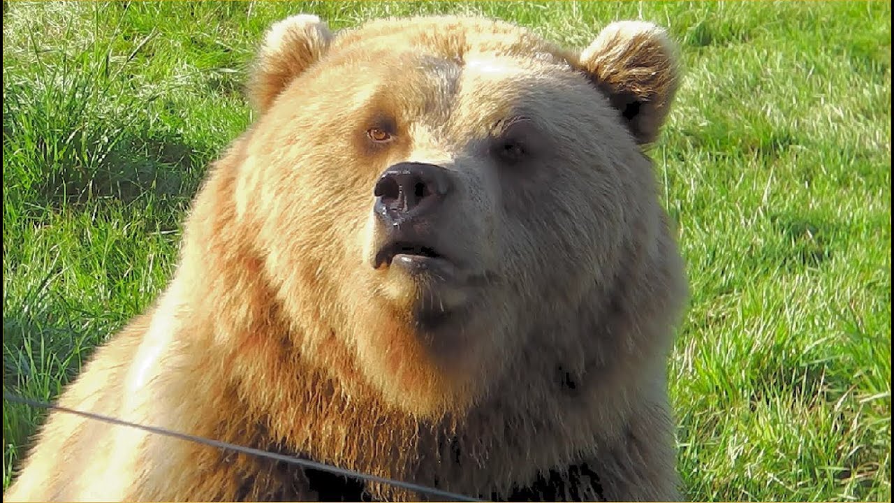 Wildpark Poing - Braunbären - YouTube