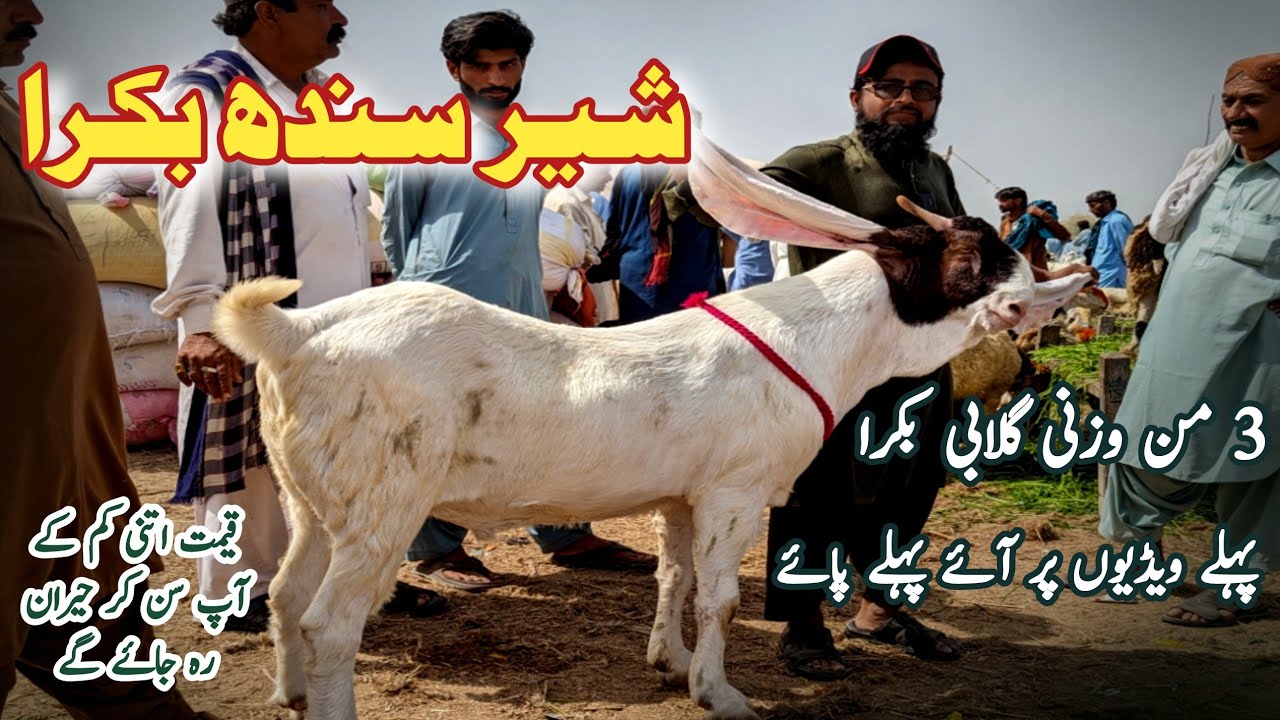 Full Heavy Weight Bakra | Biggest Bakra In Pakistan - YouTube