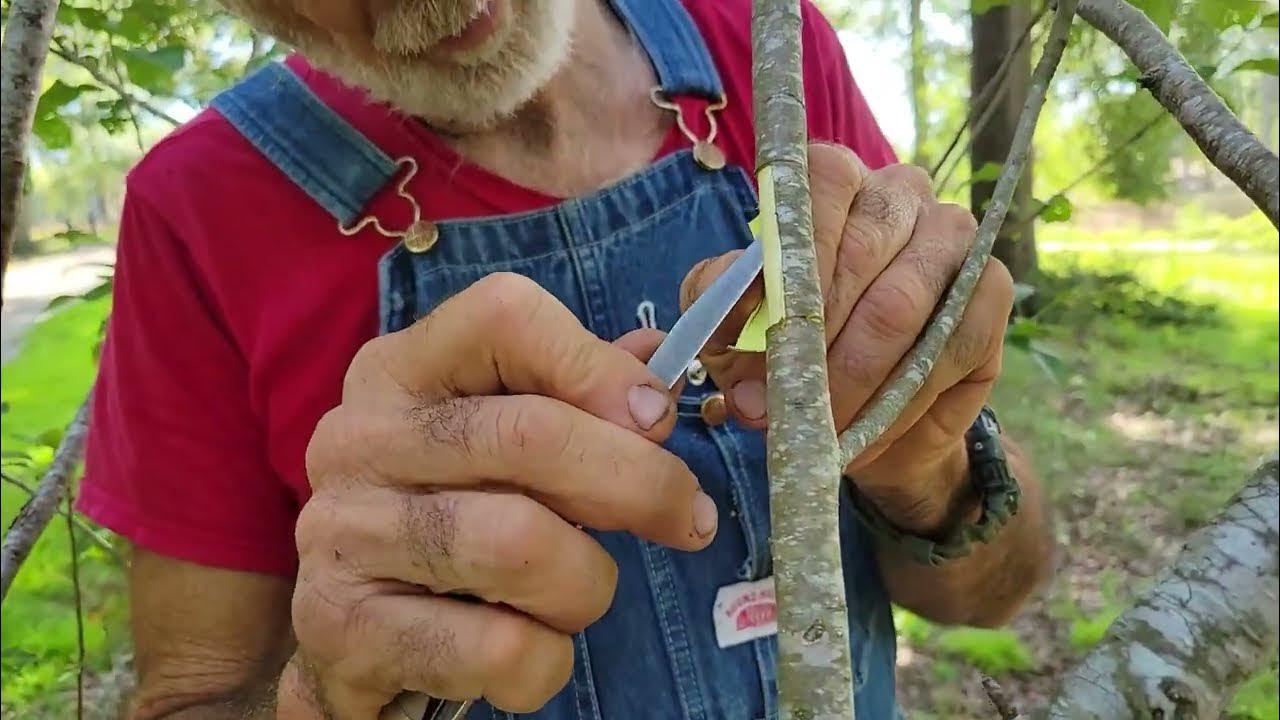Air Layering an Apple Tree - Step by Step - YouTube