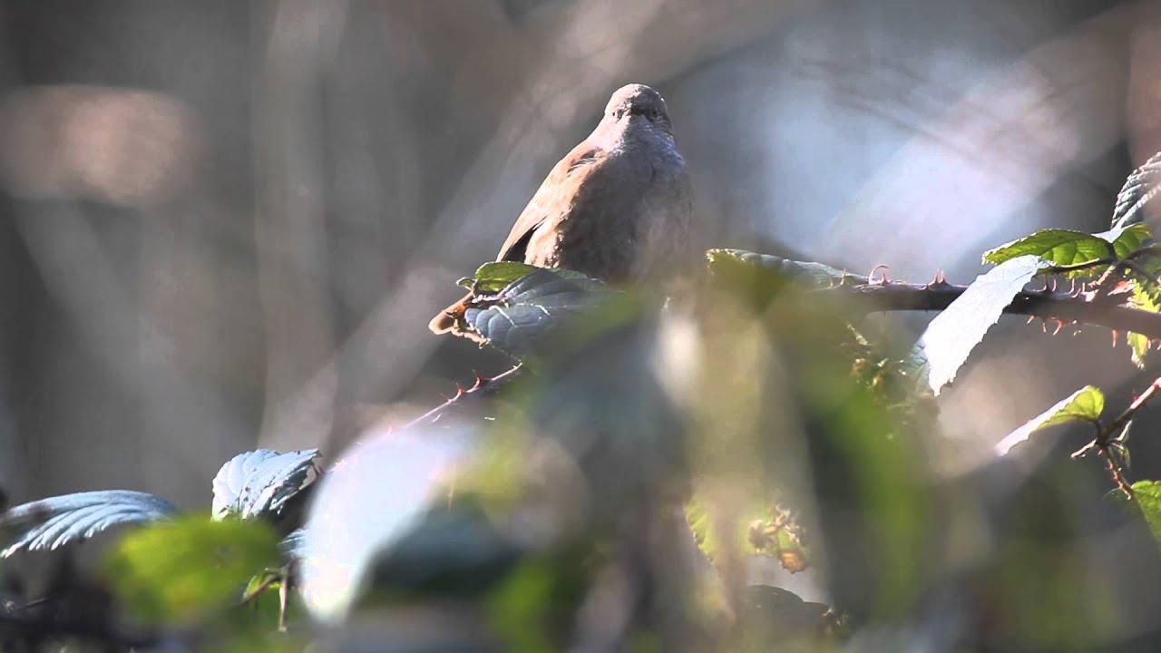 Zingende Heggemus - Prunella modularis - YouTube