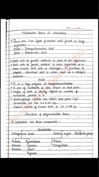 Class 12 Biology | Molecular basis of inheritance handwritten notes ...