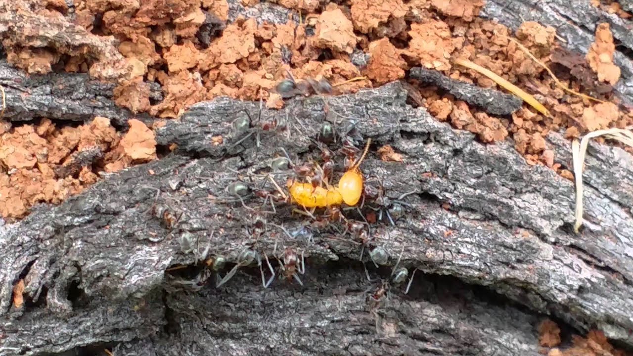 Schedorhino Termite under attack by ants - YouTube