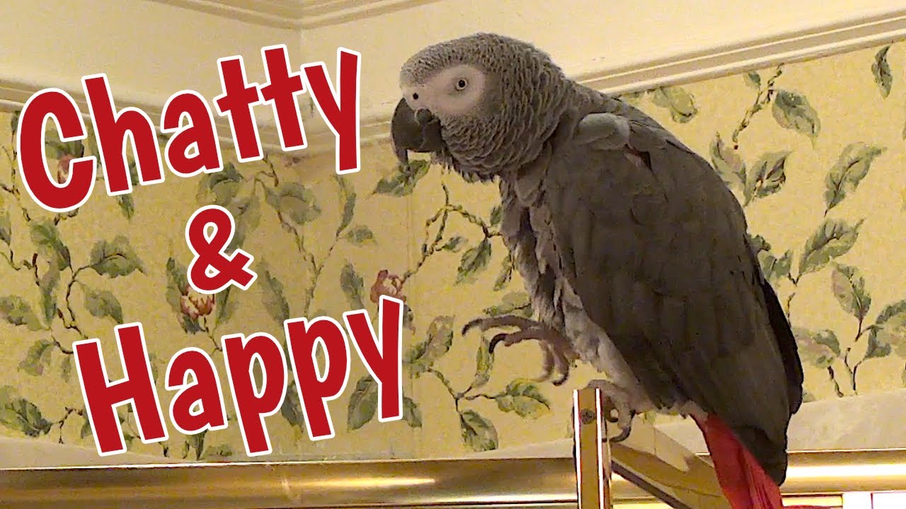 Chatty and Happy Einstein Parrot! - YouTube