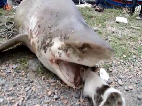 Cat Suprised When Saw a Shark - Cat Never Seen Shark Before - YouTube