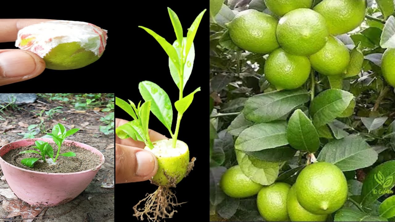 Simple method propagate lemon tree by lemon fruit cutting,, lemon ...