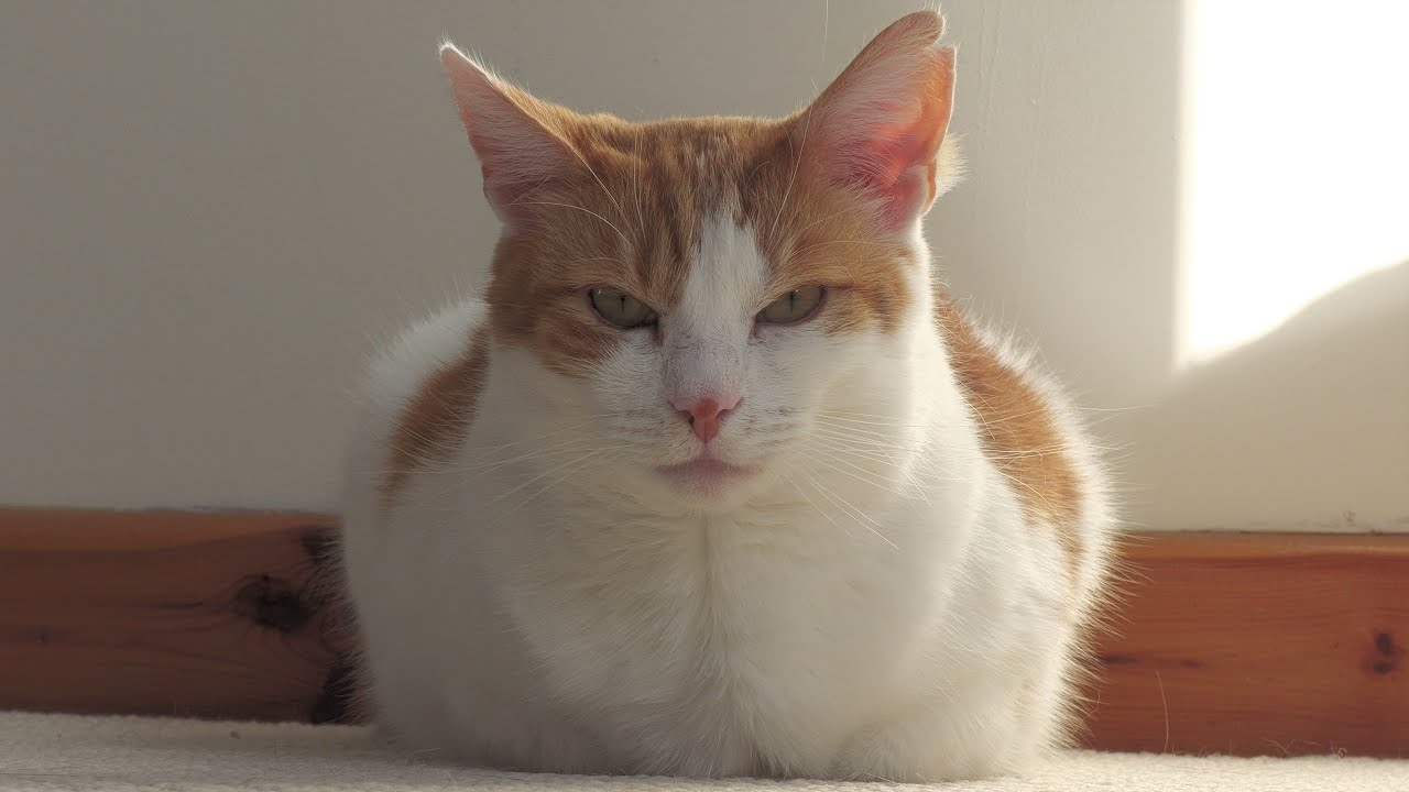 Cute Cat Loaf - YouTube
