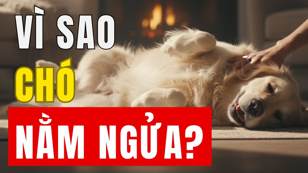 Vì Sao Chó Nằm Ngửa Khi Bạn Vuốt Bụng? - YouTube