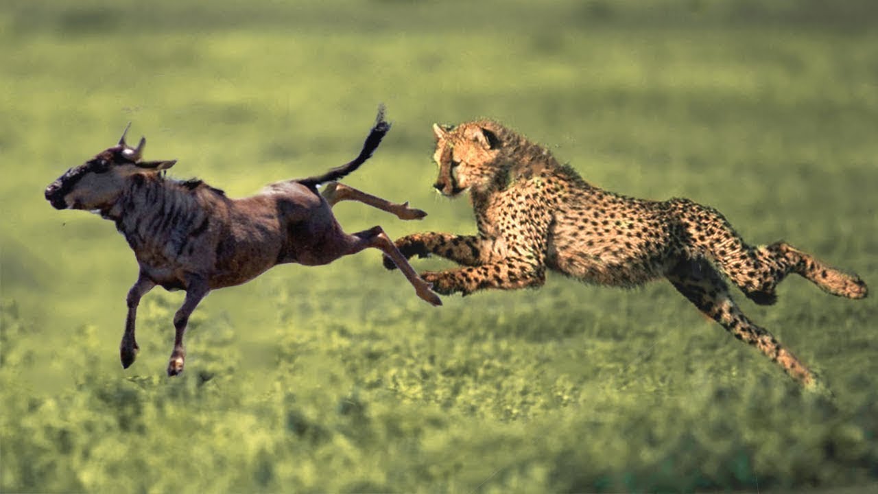 Most Amazing Big Cats Hunting Attack Compilation Cheetah Lions Jaguar 7397