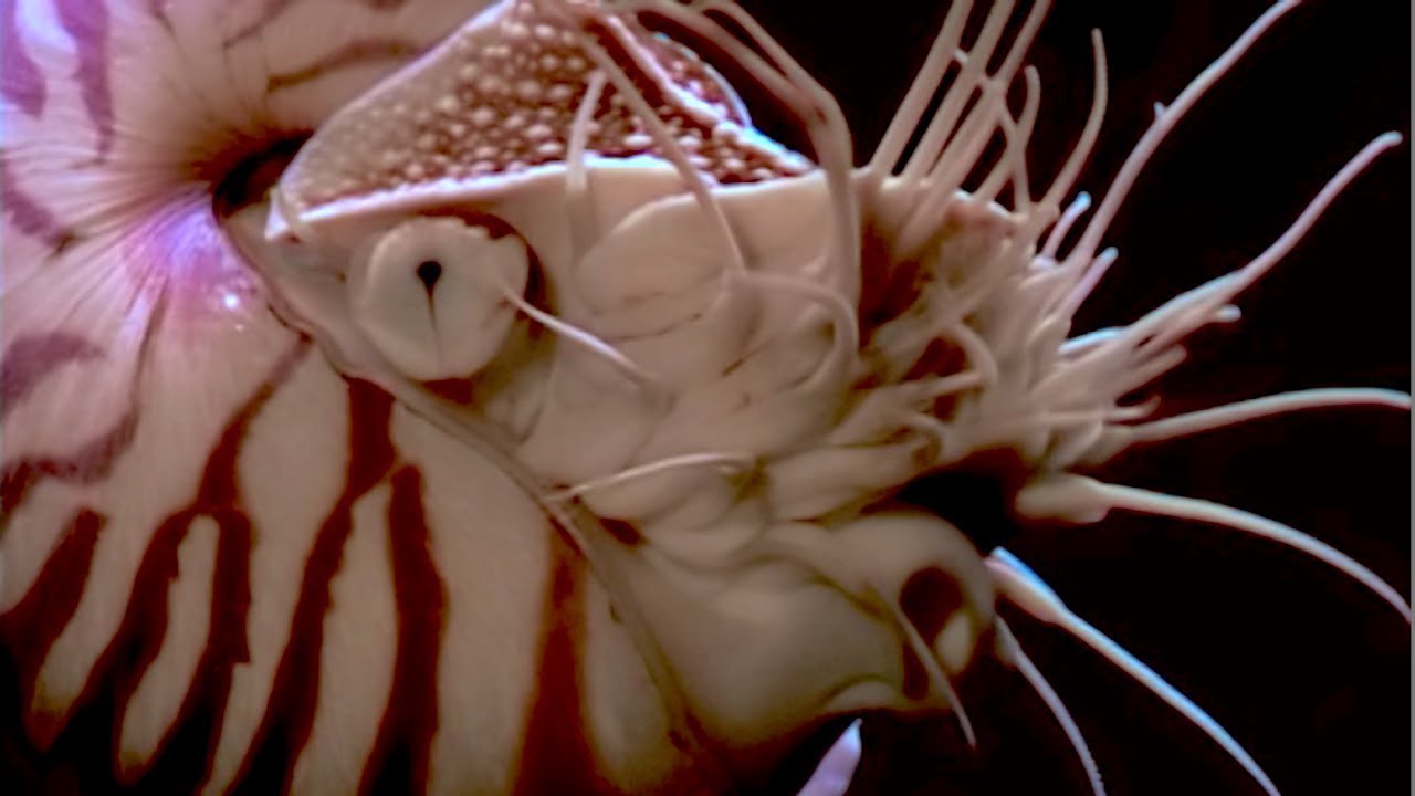 Nautilus with sharp beak and curious tentacles - YouTube